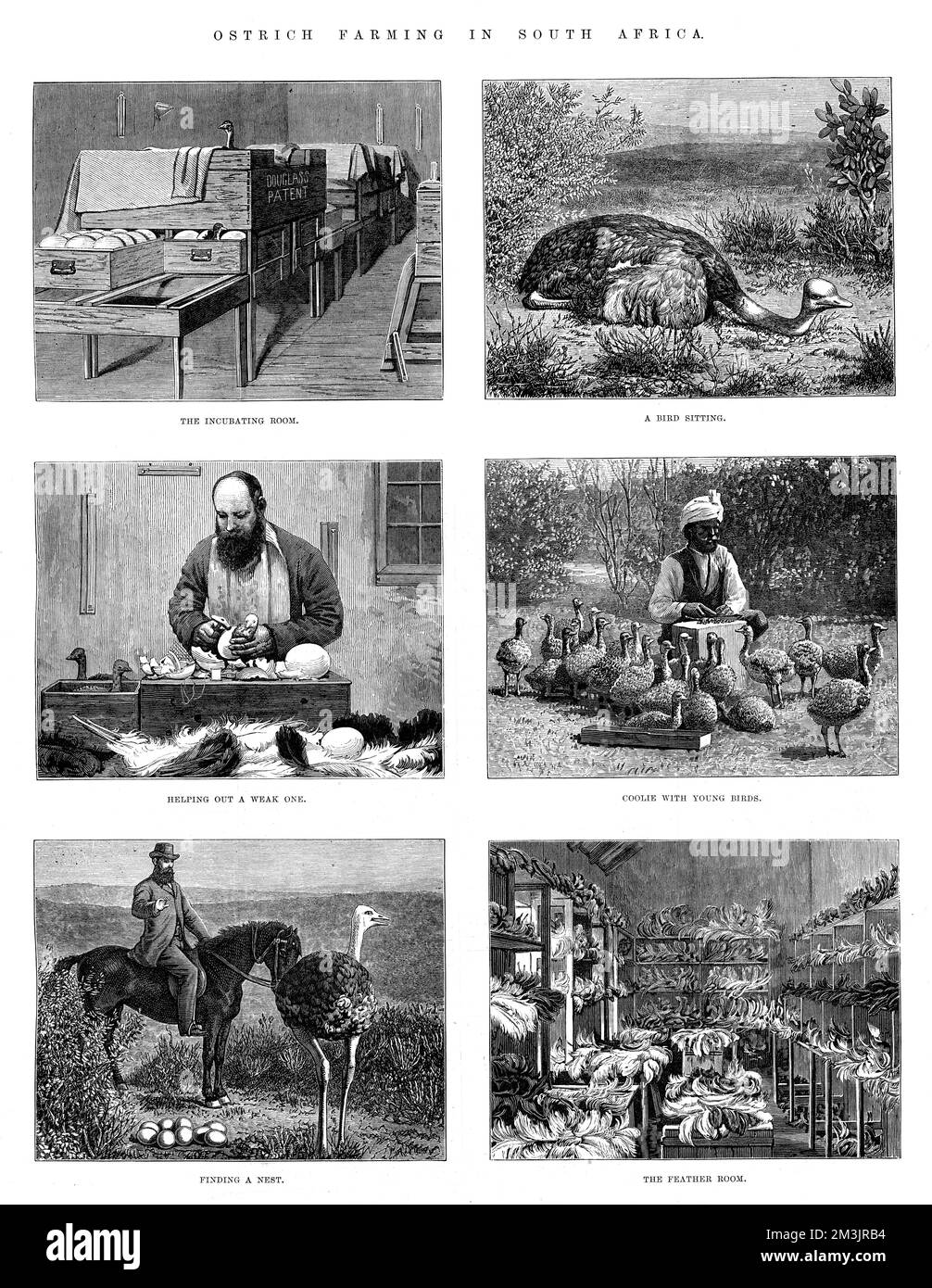 The south africa Cut Out Stock Images & Pictures - Alamy