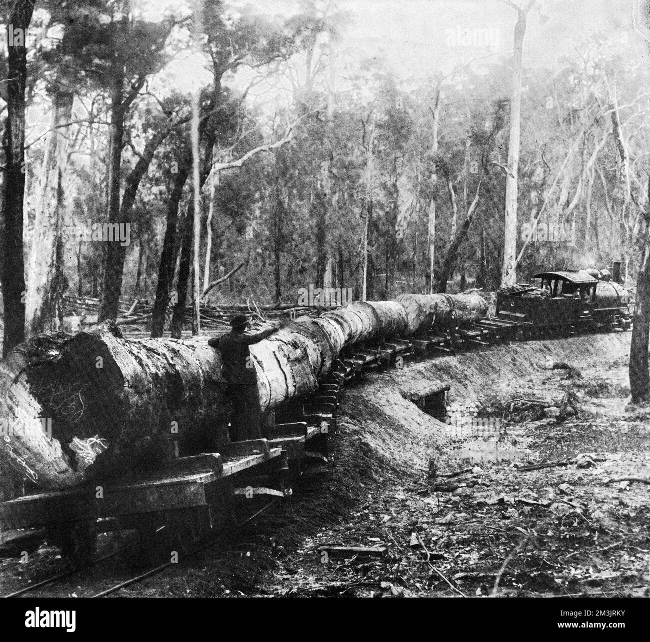 Forest railway, Western Australia Stock Photo - Alamy