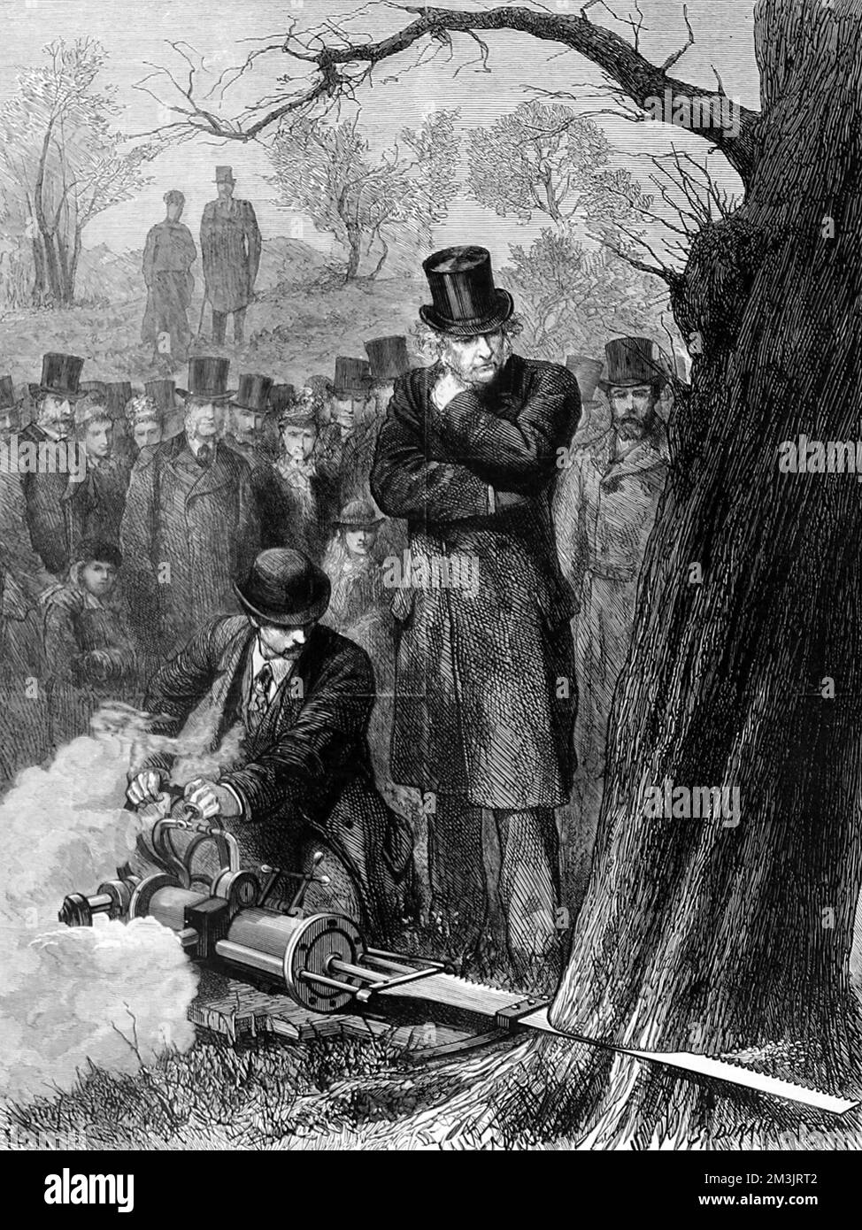 Tree felling tree felling hi-res stock photography and images - Alamy