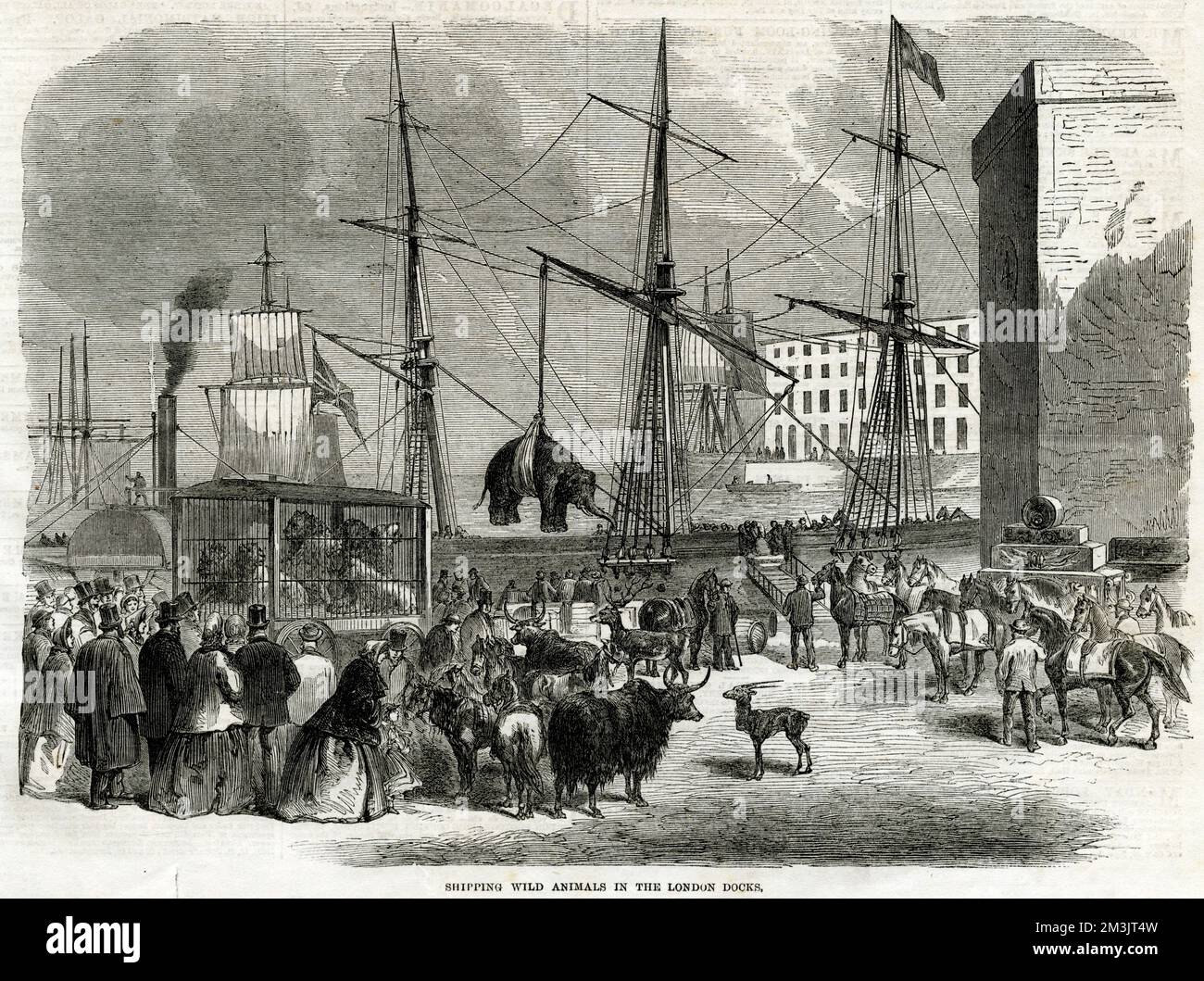 Shipping wild animals in the London Docks Stock Photo - Alamy