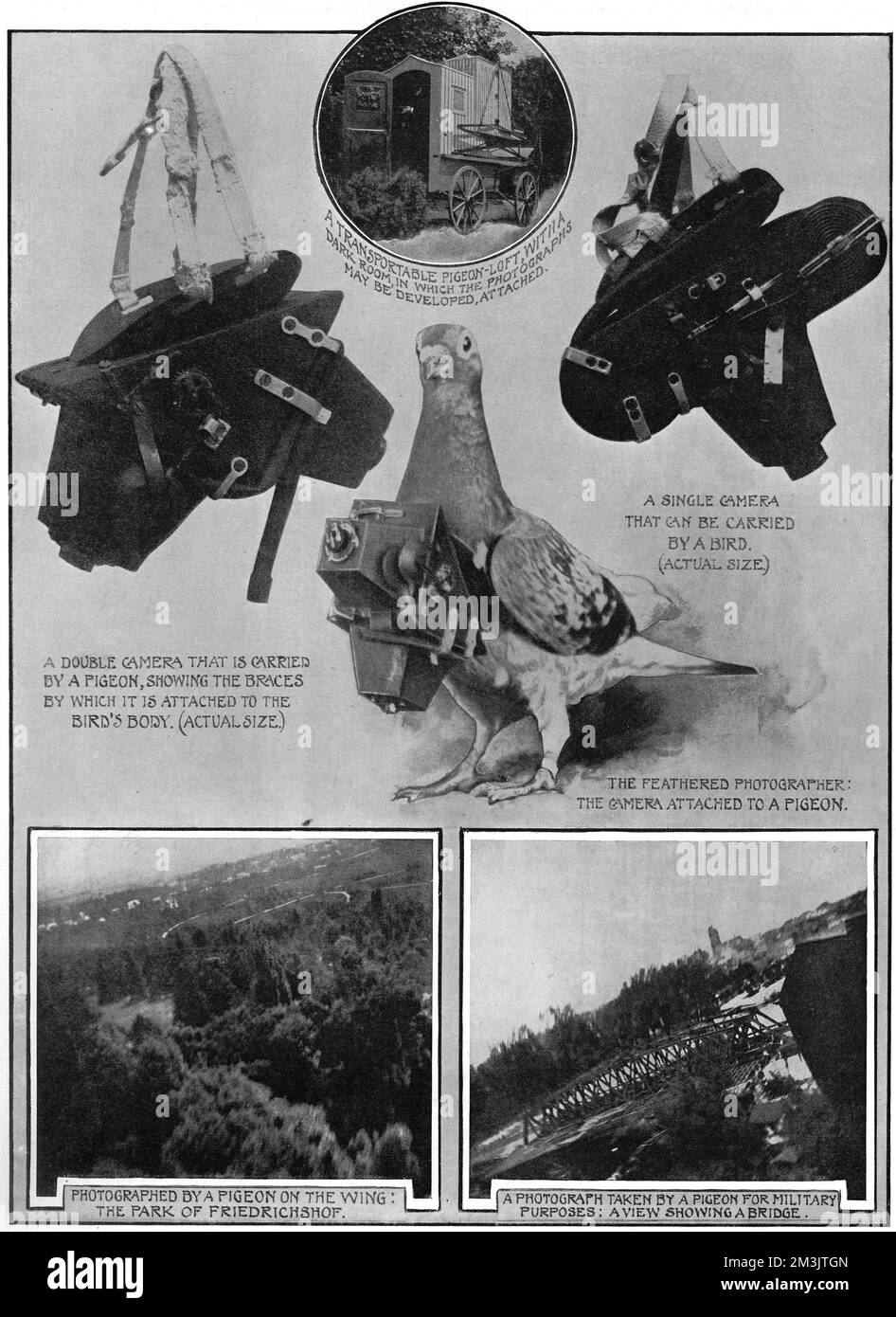 Pigeon time Black and White Stock Photos & Images - Alamy