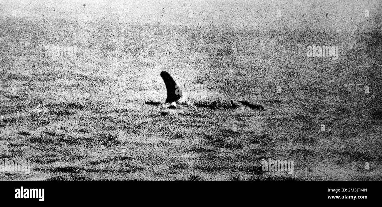 An enlarged photograph taken by a tourist of what was believed to be ...