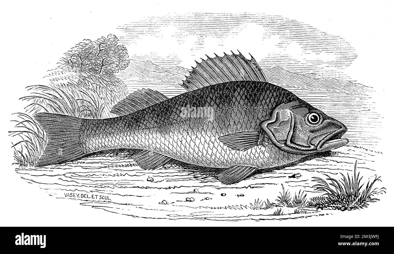 Perch. 1846 Stock Photo - Alamy