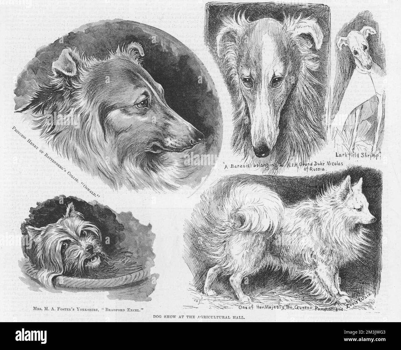 Sketches of various dogs exhibited at an Agricultural Show in 1892 ...