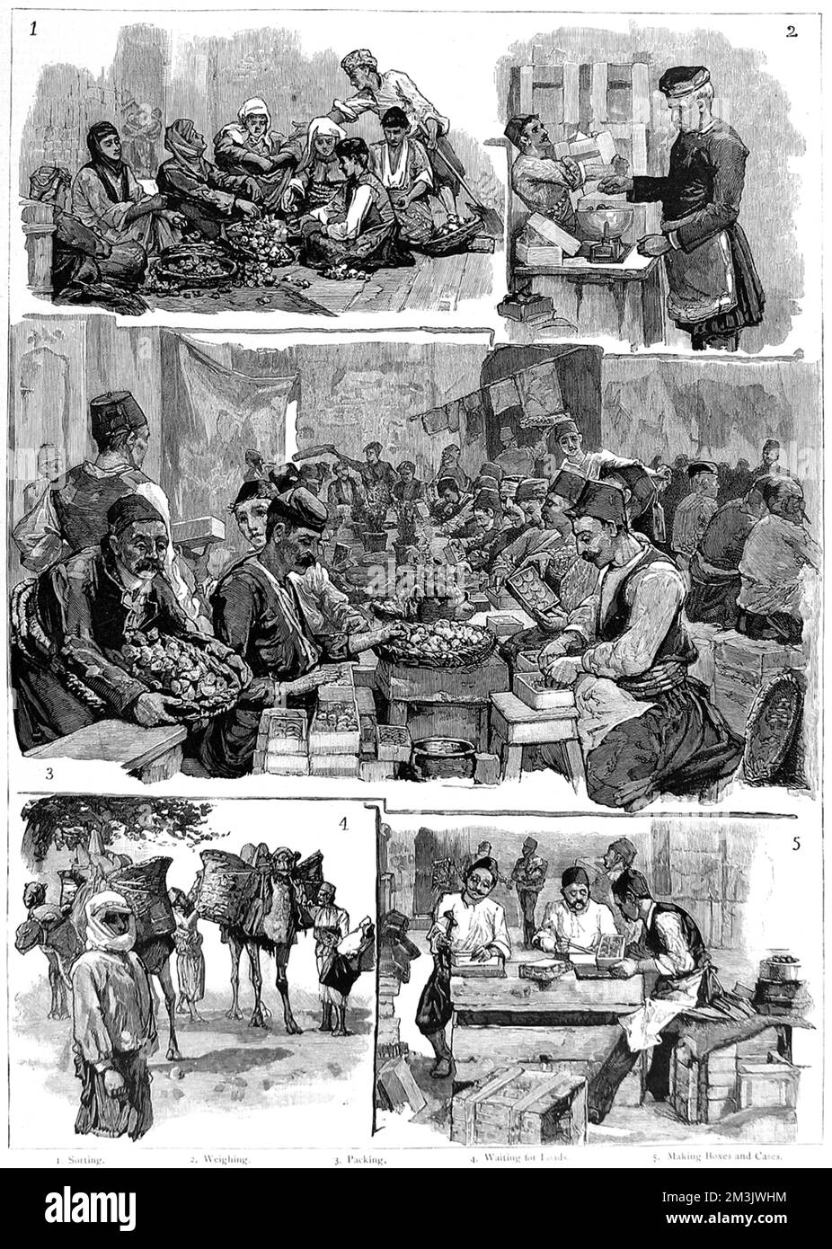 Fig 21 Black and White Stock Photos & Images - Alamy