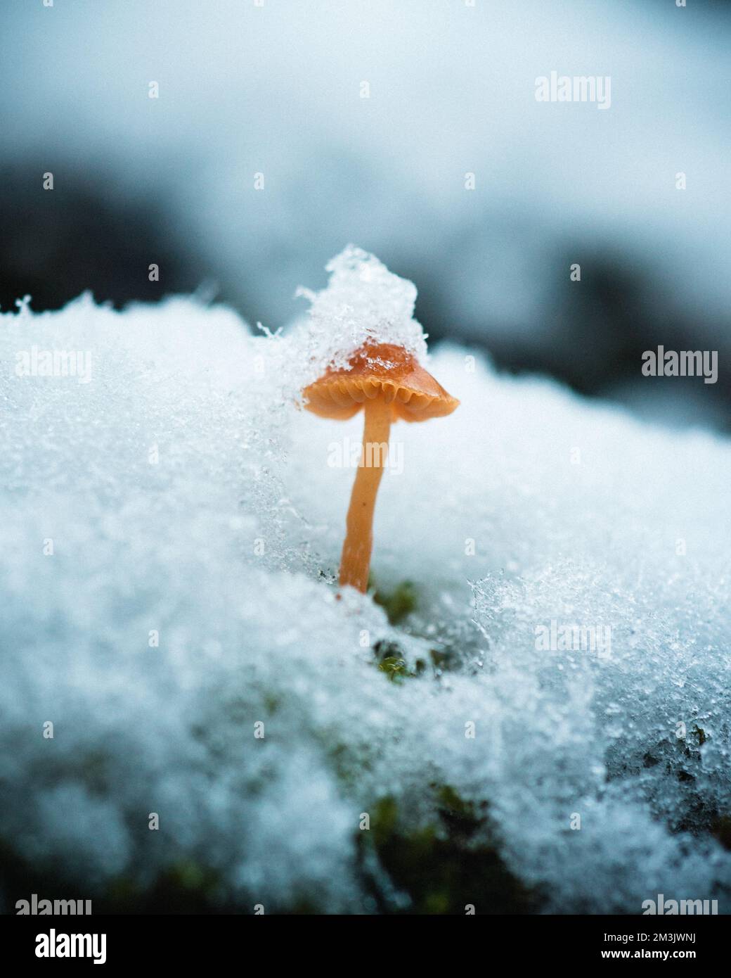 A mushroom in the snow against blur background Stock Photo - Alamy