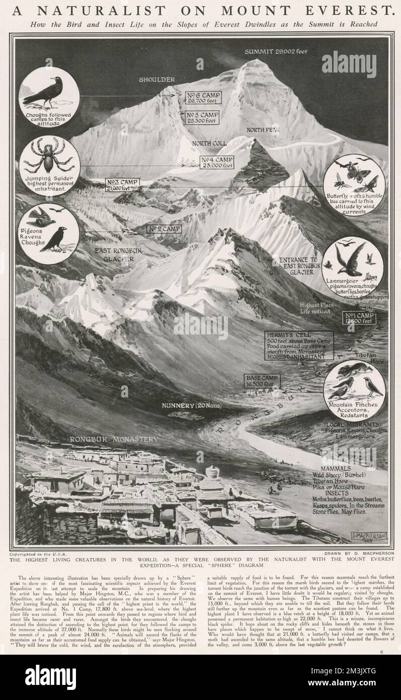 Animals of Mount Everest, 1924 Stock Photo - Alamy