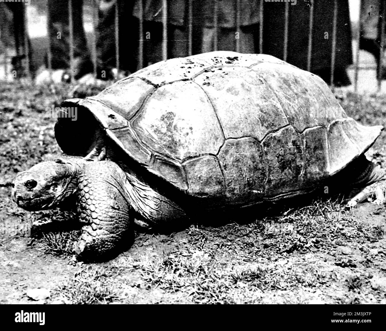 Giant Tortoise at London Zoo, 1936 Stock Photo - Alamy