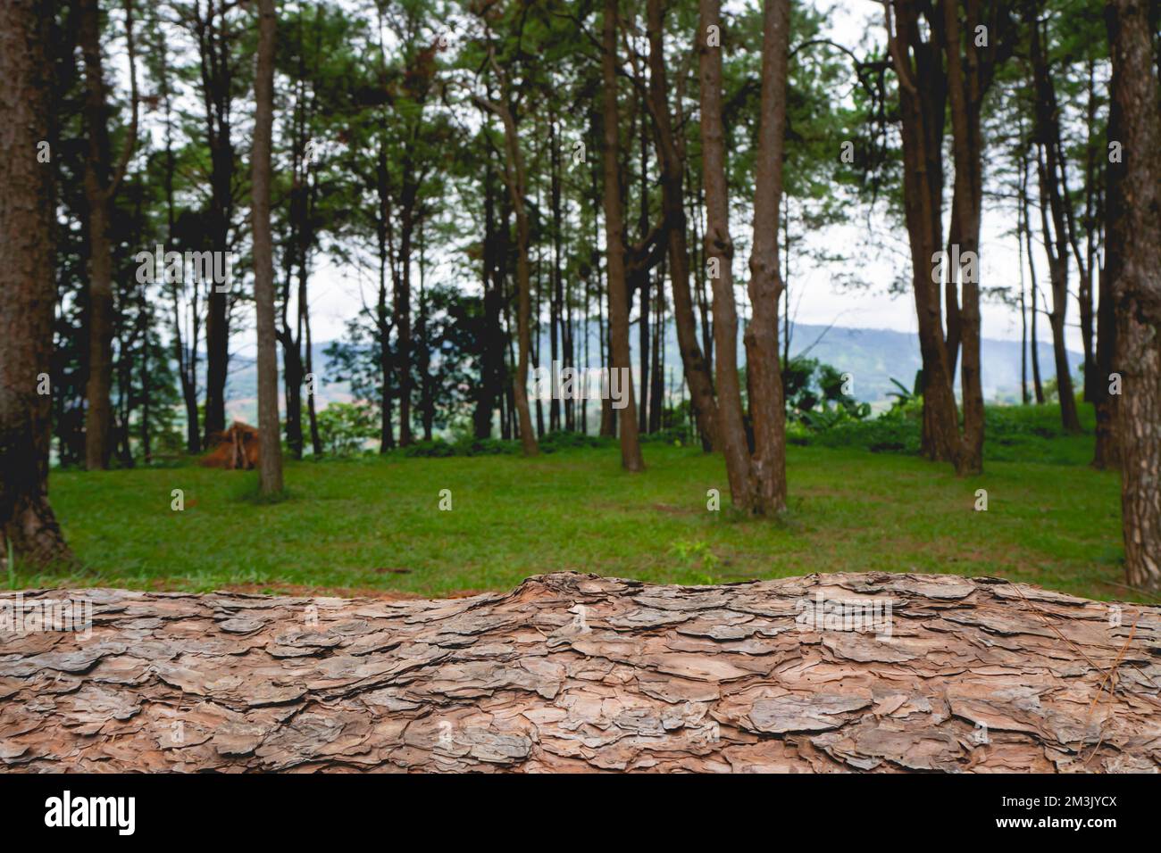 Long plank hi-res stock photography and images - Alamy