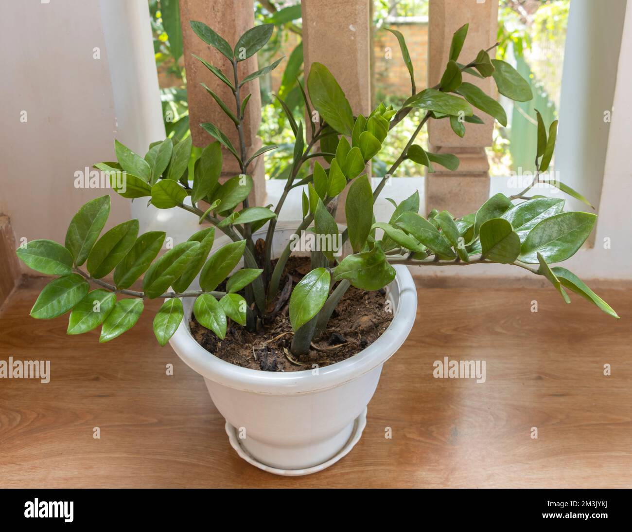 Emerald plants close up leaf hi-res stock photography and images - Alamy