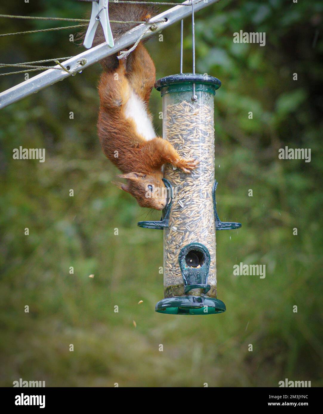Close-up of squirrel eating from a birdfeeder Stock Photo - Alamy