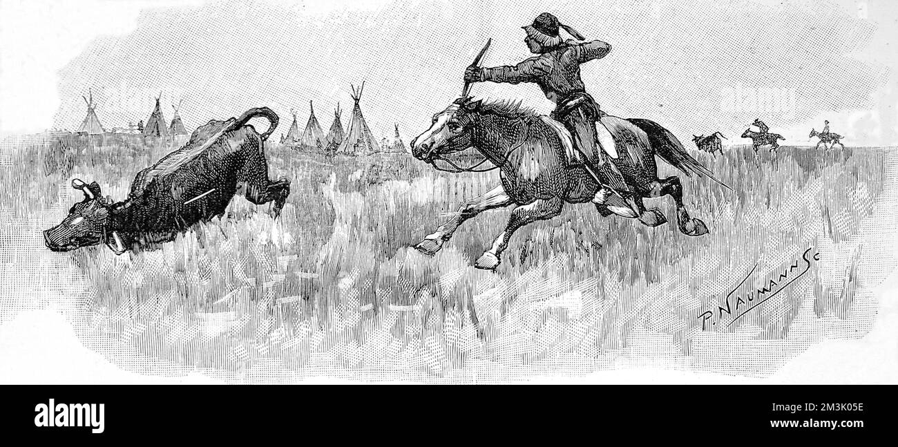 Wigwams in the background as Indian brave shoots bull with a bow and ...