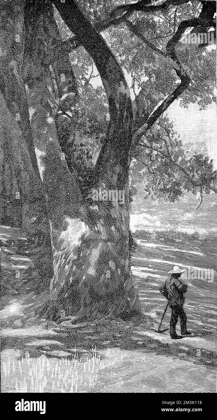 Shade providing tree Black and White Stock Photos & Images - Alamy