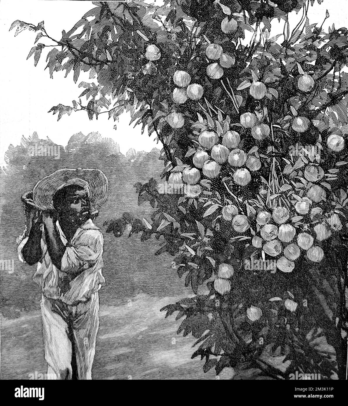 Oranges farm Black and White Stock Photos & Images - Alamy