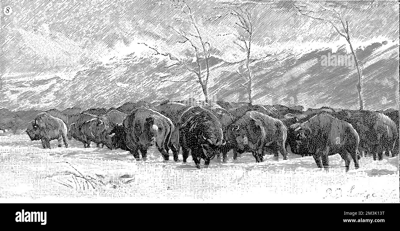 Buffalo storm Black and White Stock Photos & Images - Alamy