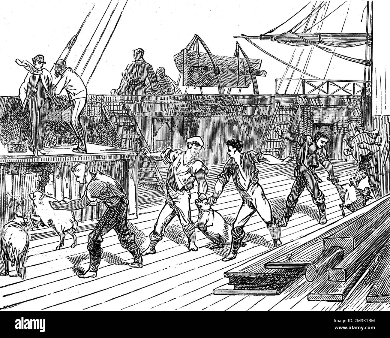 Live 'Provisions' on the deck of the emigrant ship, 'Indus' Stock Photo ...