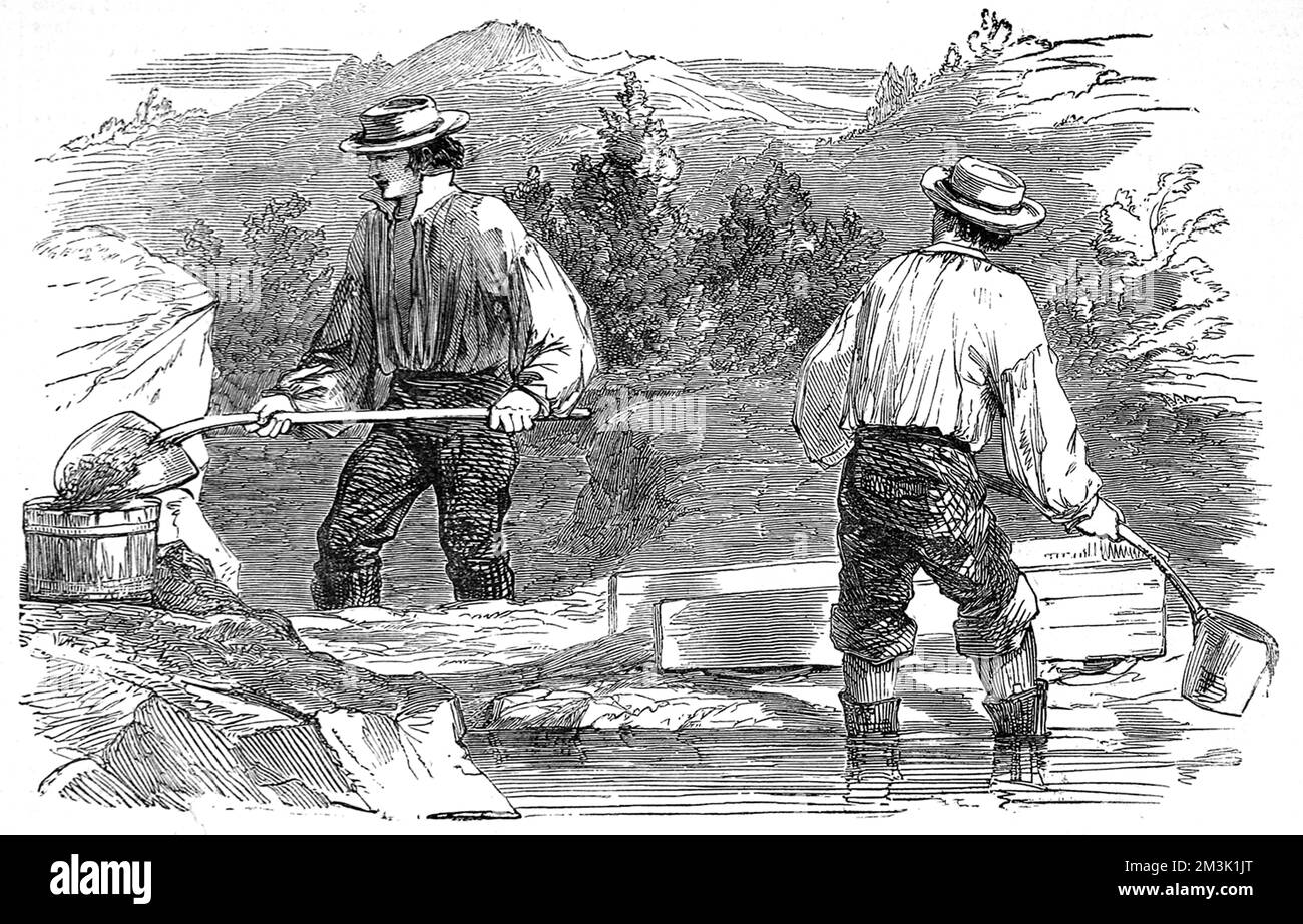 Engraving of two men engaged in digging for gold and sifting the ore in ...