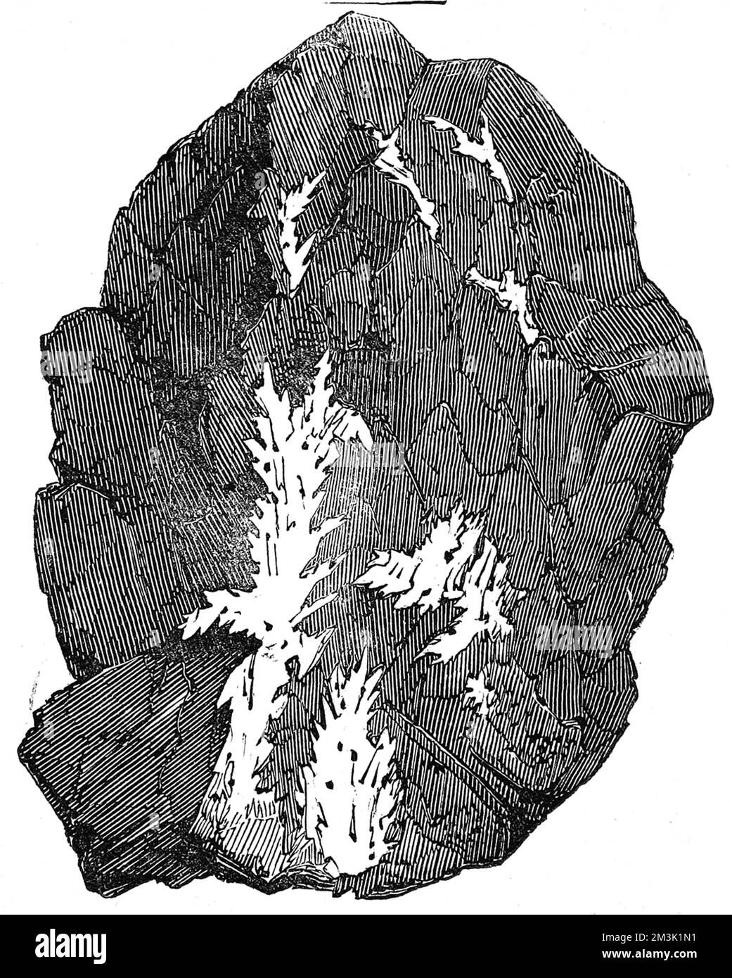 Brazil. Gold Washing. Foliated Gold with Quartz Stock Photo - Alamy