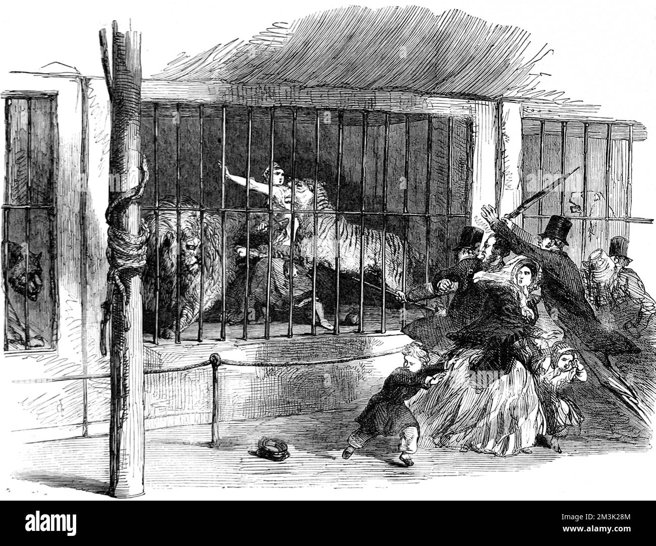 The Death of Ellen Bright at Wombwell's Menagerie 1850 Stock Photo - Alamy