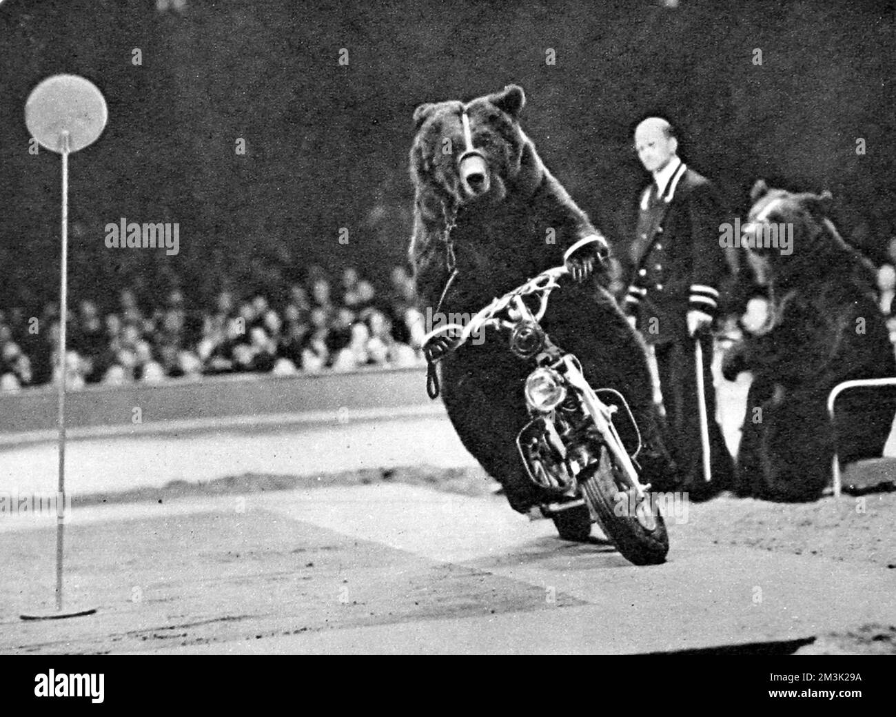 Brown Bear riding a motorcycle at the Bertram Mills Circus Stock Photo ...