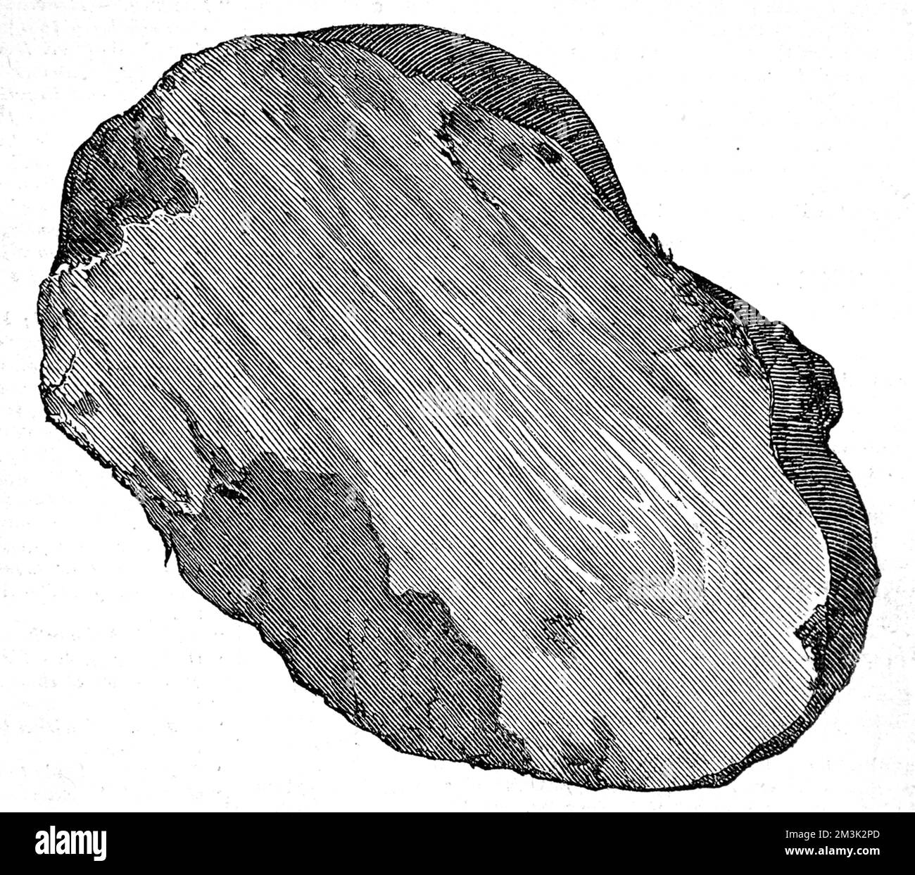 Irish potato famine - diseased potato 1846 Stock Photo - Alamy