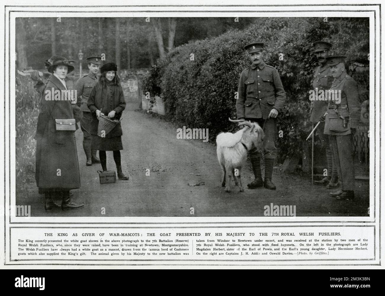 The goat presented by King George V to the 7th Royal Welsh Fusiliers ...