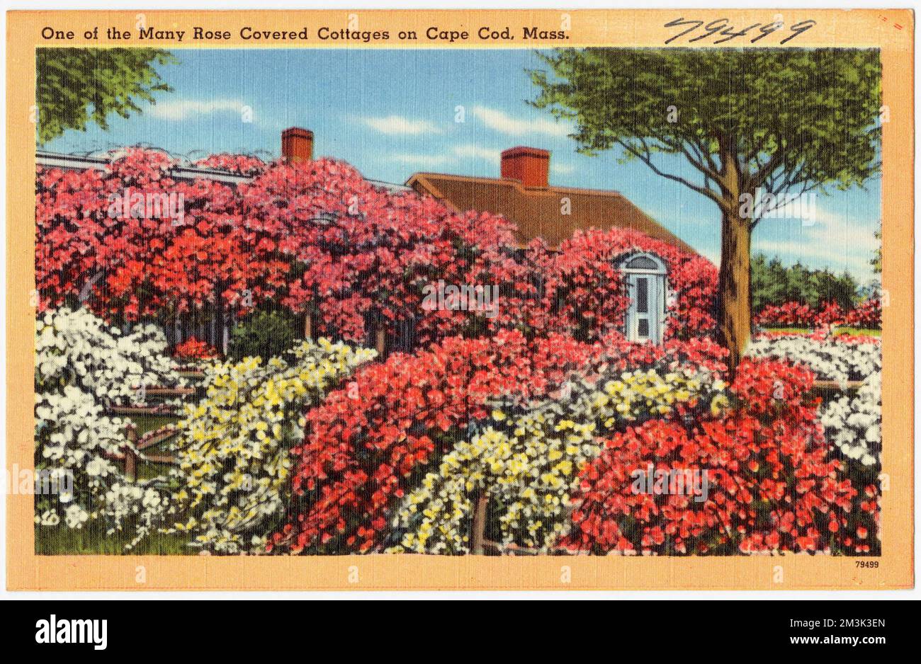One of the many Rose covered cottages on Cape Cod, Mass. , Roses ...