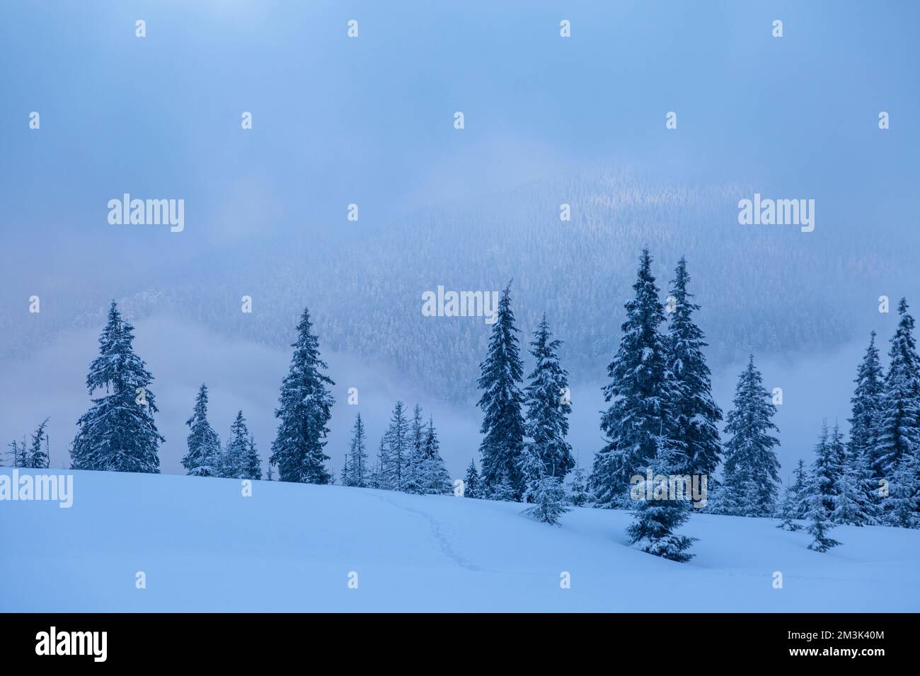 Beautiful winter landscape with snow covered trees. Christmas forest ...