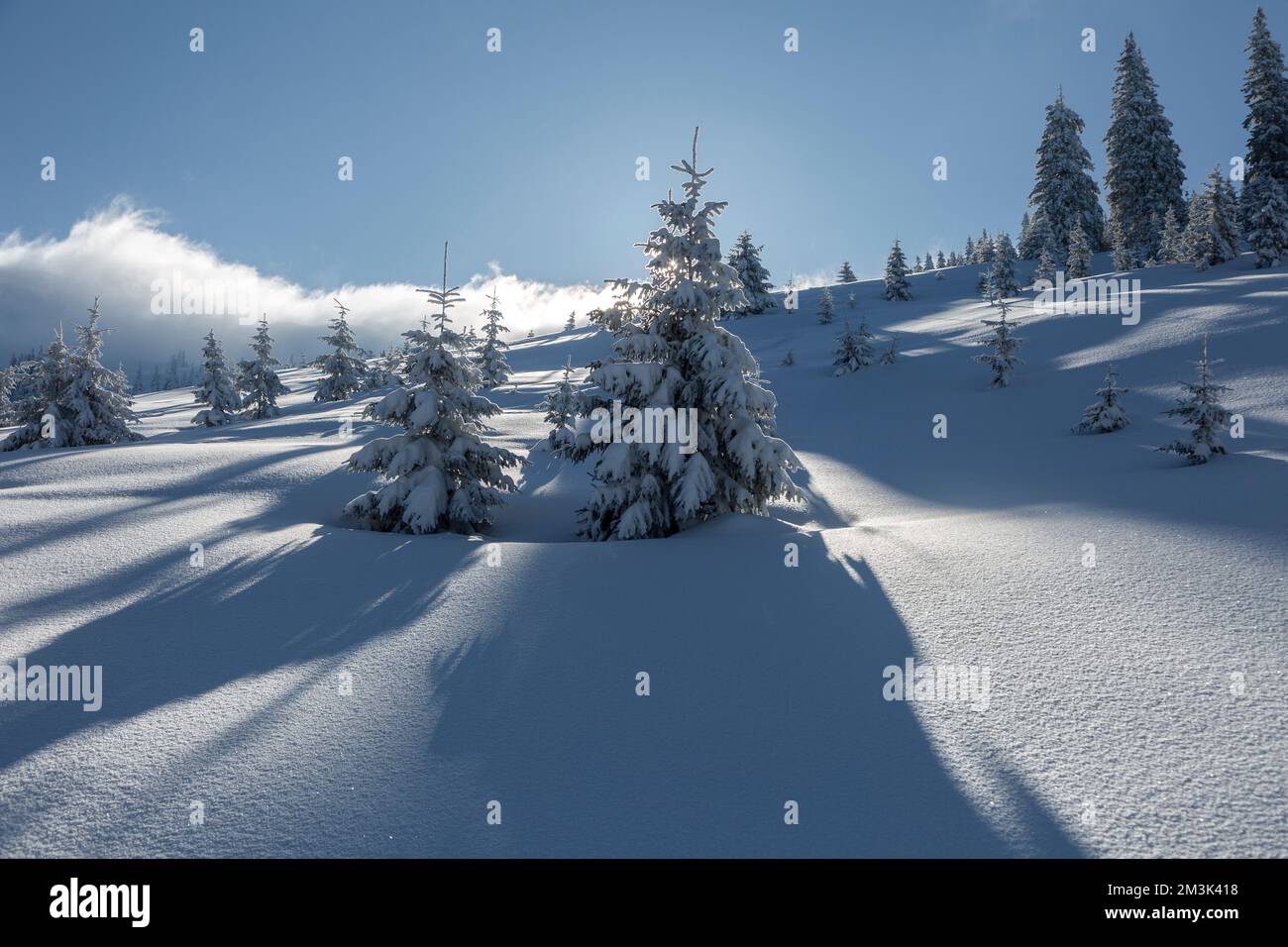 Christmas forest. Perfect photo of Happy New Year concept. Attractive ...