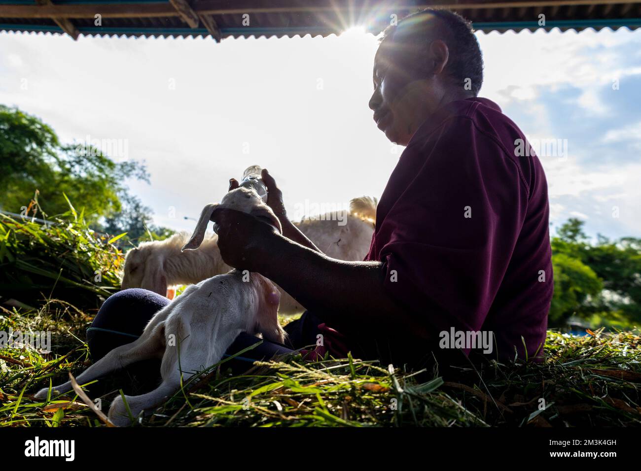 Man feed the goat Stock Photo - Alamy