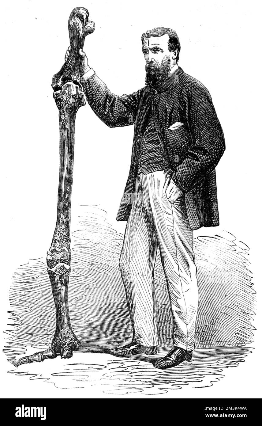 Victorian gentleman holding the leg bones of a Dinornis Maximus, or ...