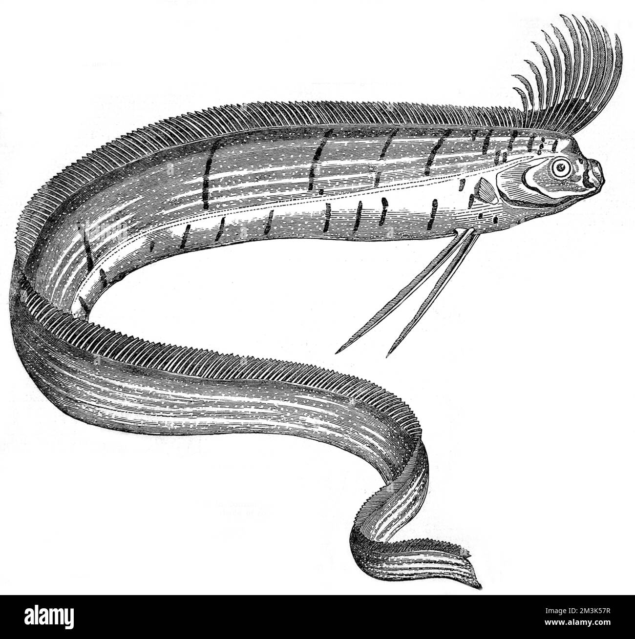 Oarfish hi-res stock photography and images - Alamy