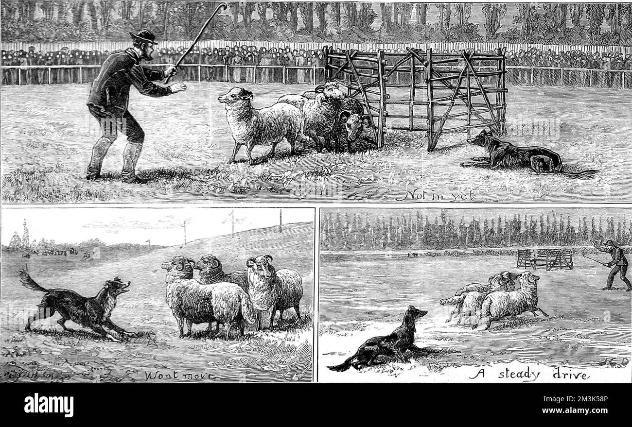 Sheep Dog Trials at Alexandra Palace 1882 Stock Photo - Alamy