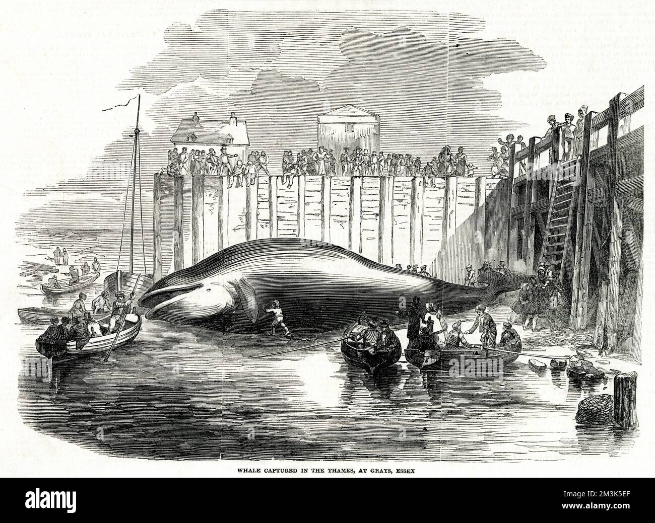 58 foot long whale captured and killed in the River Thames at Grays ...
