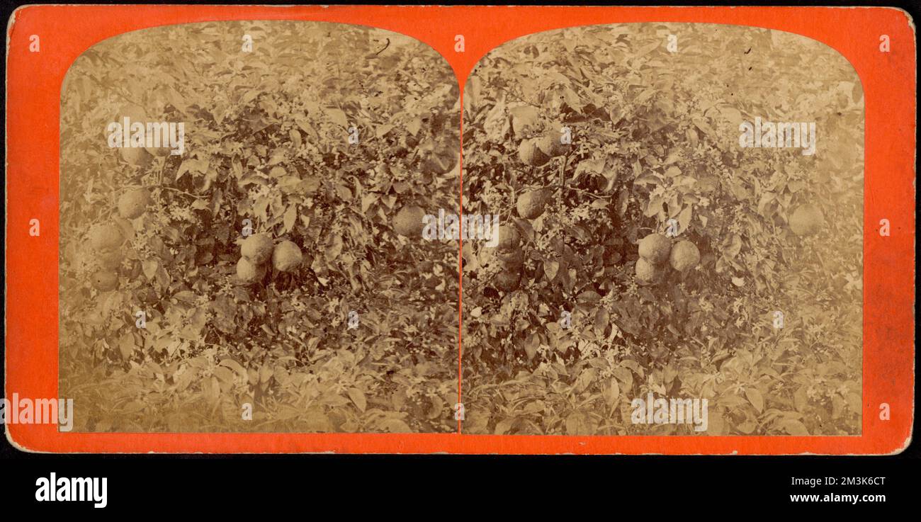 Orange fruit & bloom , Orange trees Stock Photo - Alamy