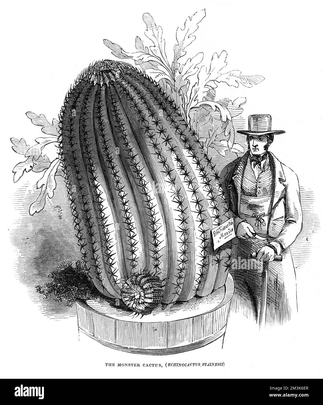 Monster cactus (Echinocactus Stainesii) housed in the collection of the ...