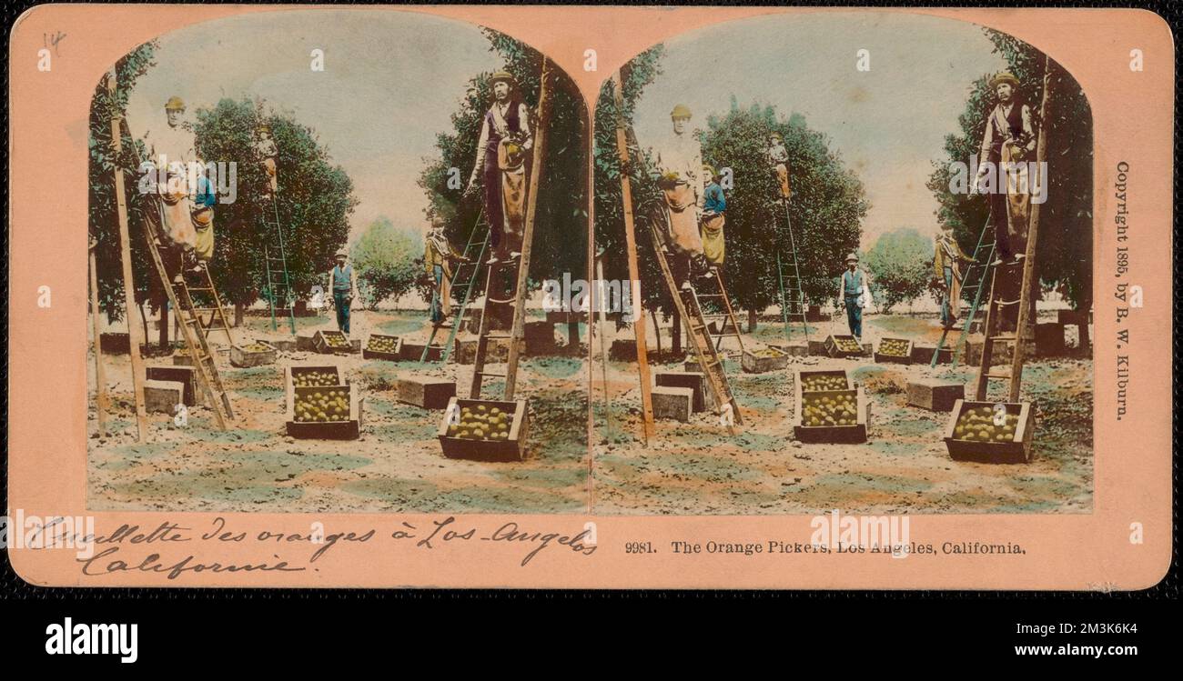 The orange pickers, Los Angeles, California - Cueillette des oranges à ...