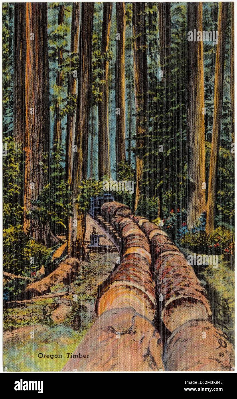 Oregon Timber , Tichnor Brothers Collection, postcards of the United ...