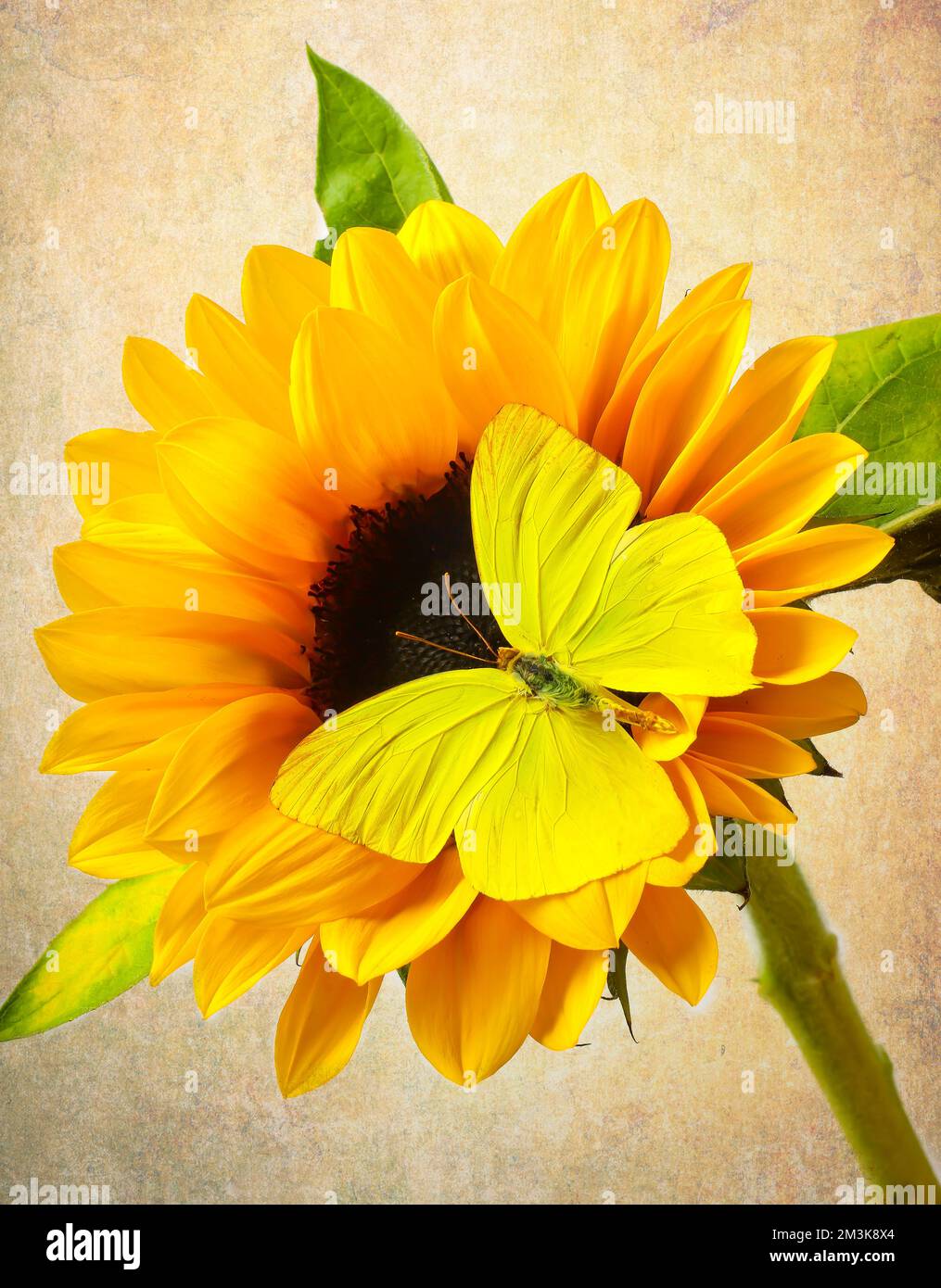 Beautiful Yellow Butterfly Stock Photo - Alamy