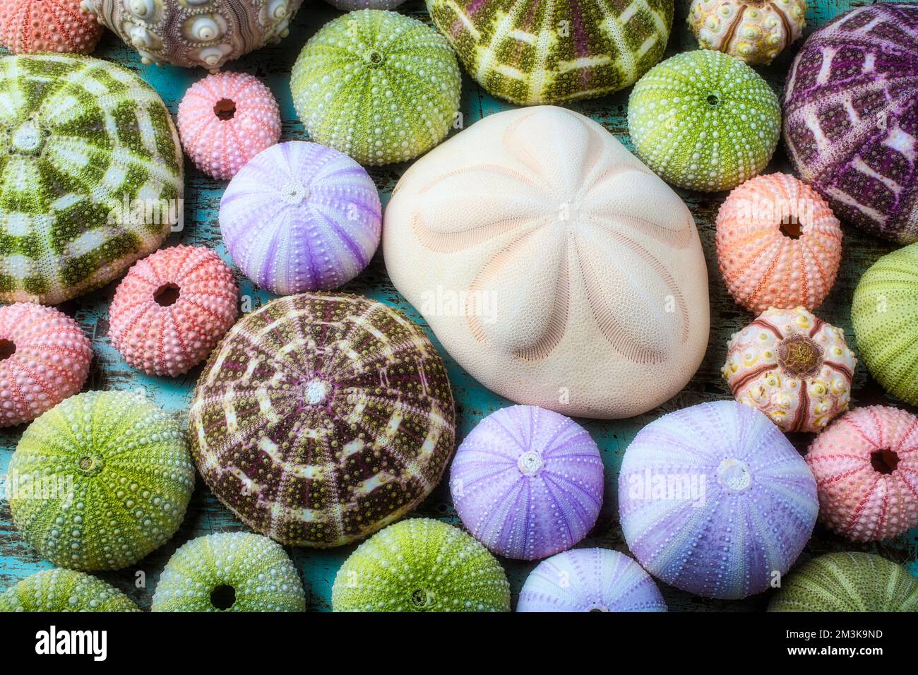 Sand Dollar and Sea urchins Stock Photo - Alamy