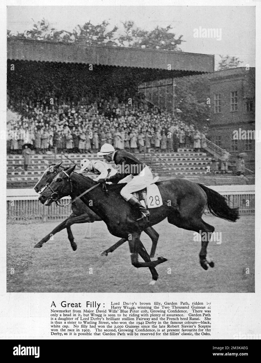 Garden Path, a brown filly belonging to Lord Derby and ridden by Harry ...