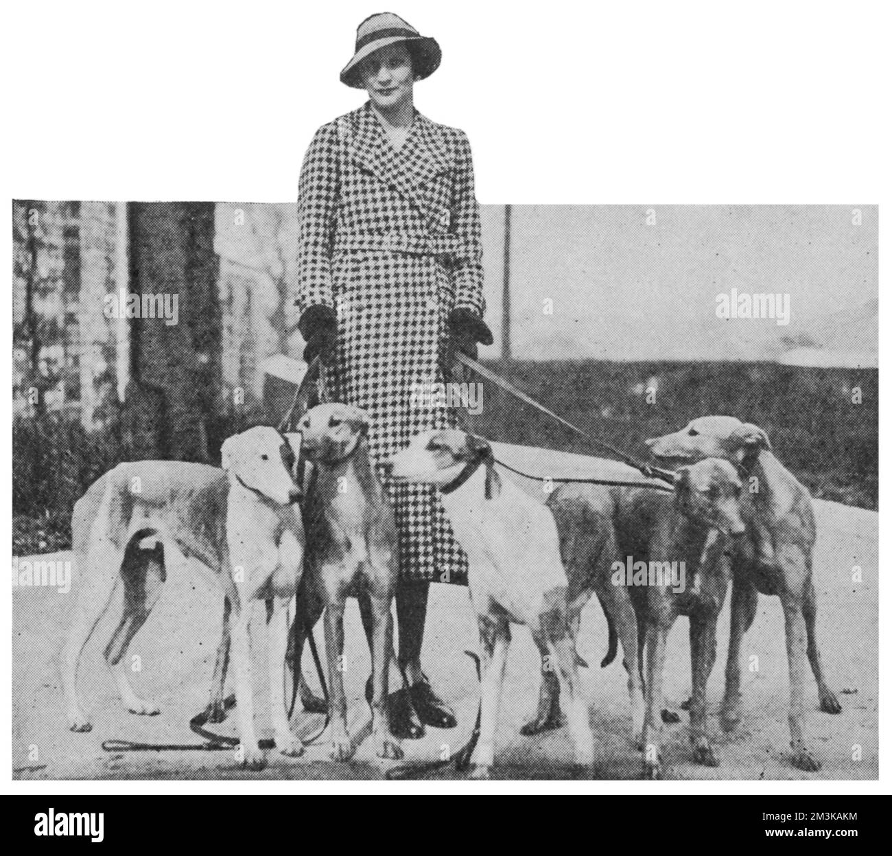 Lady Weymouth with her greyhounds Stock Photo - Alamy
