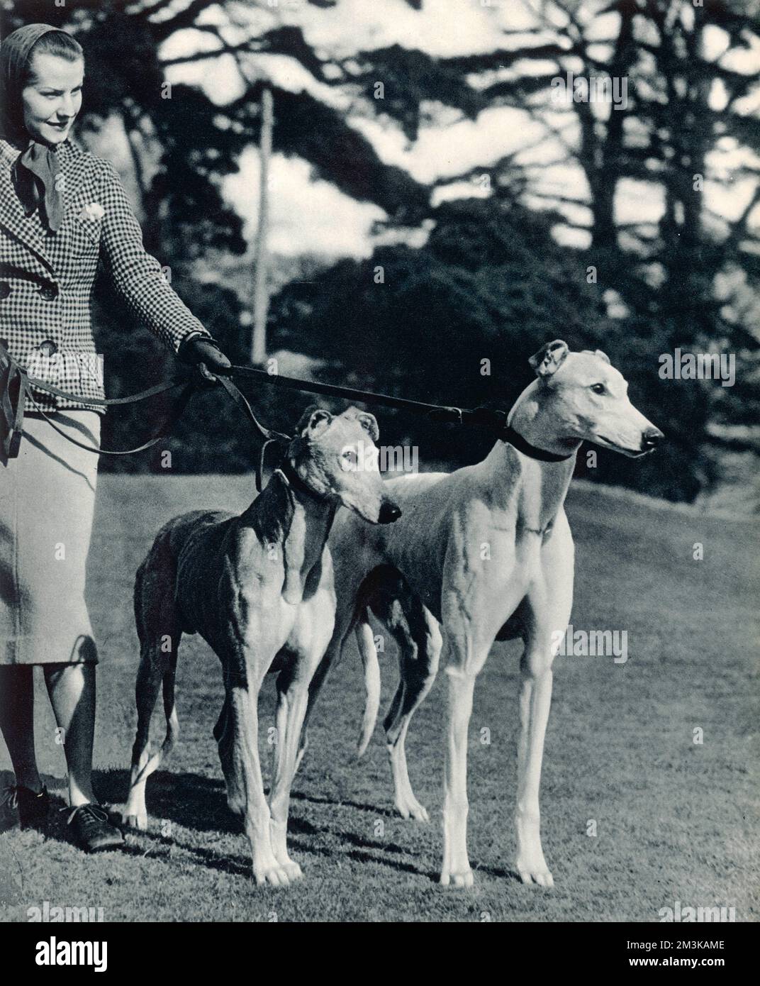 A smart young woman taking two magnificent, muscular greyhounds for ...