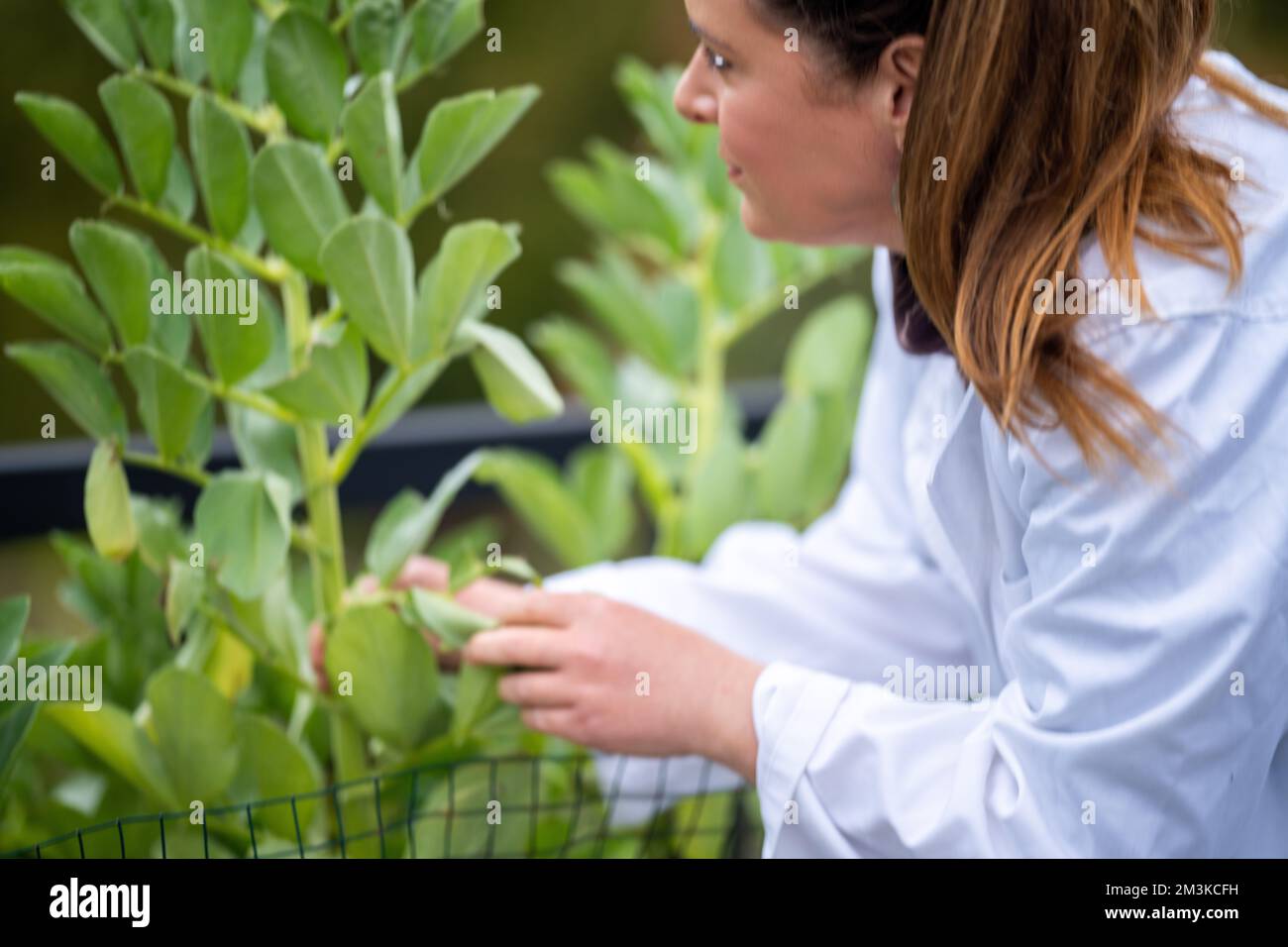 female scientist student in a university. studying plant science doing ...