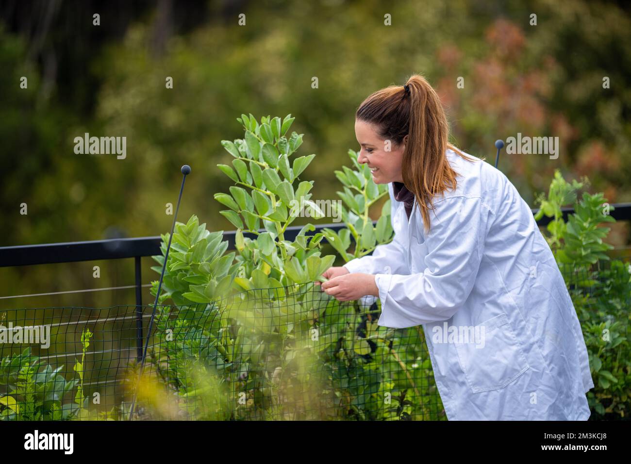 American agricultural scientist hi-res stock photography and images - Alamy