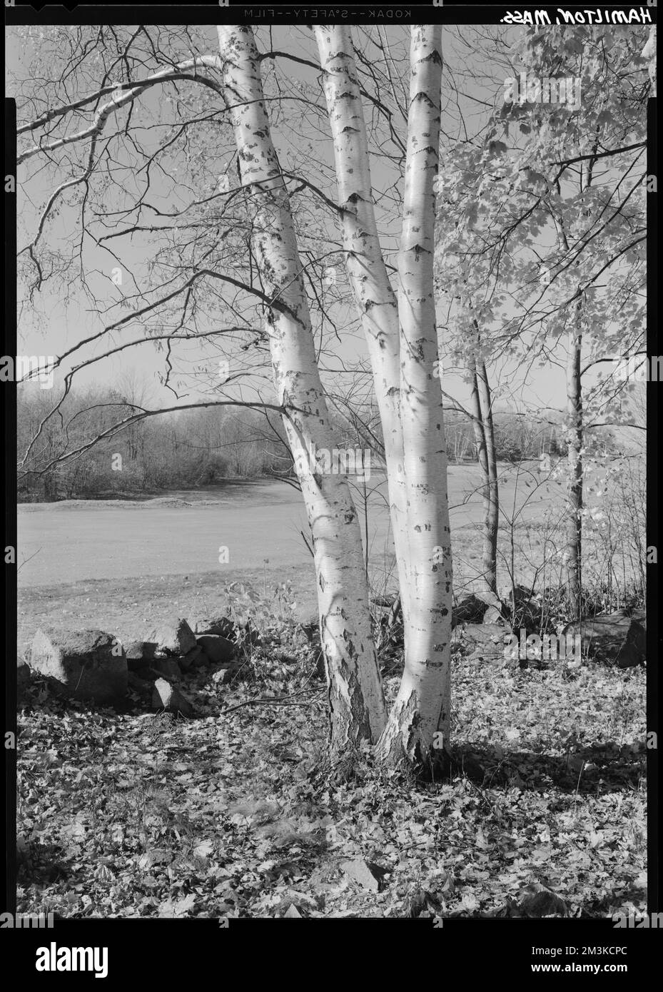 Outdoor scene , Trees. Samuel Chamberlain Photograph Negatives ...