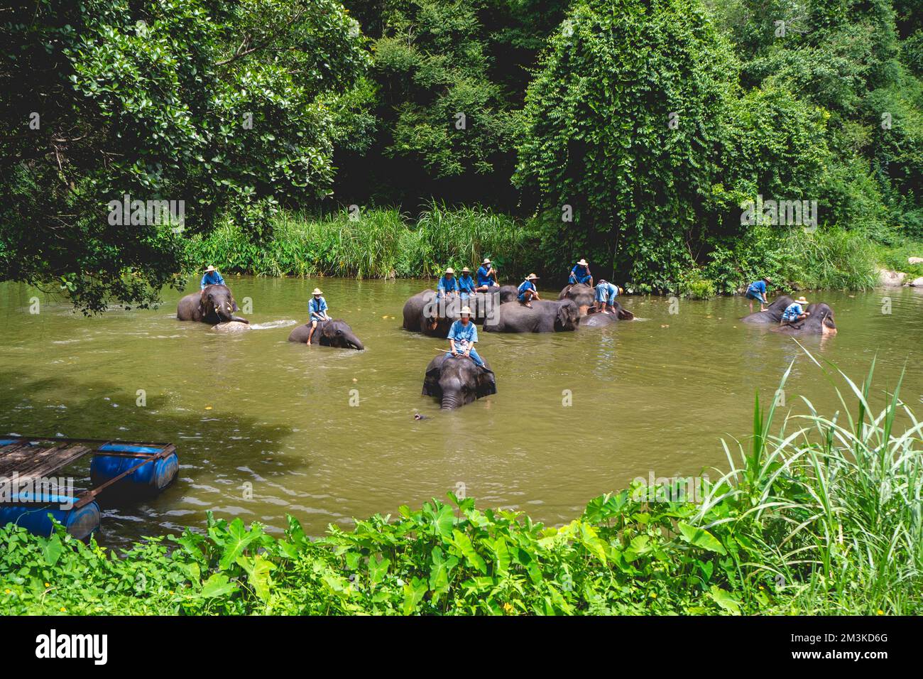elephant on river Stock Photo - Alamy