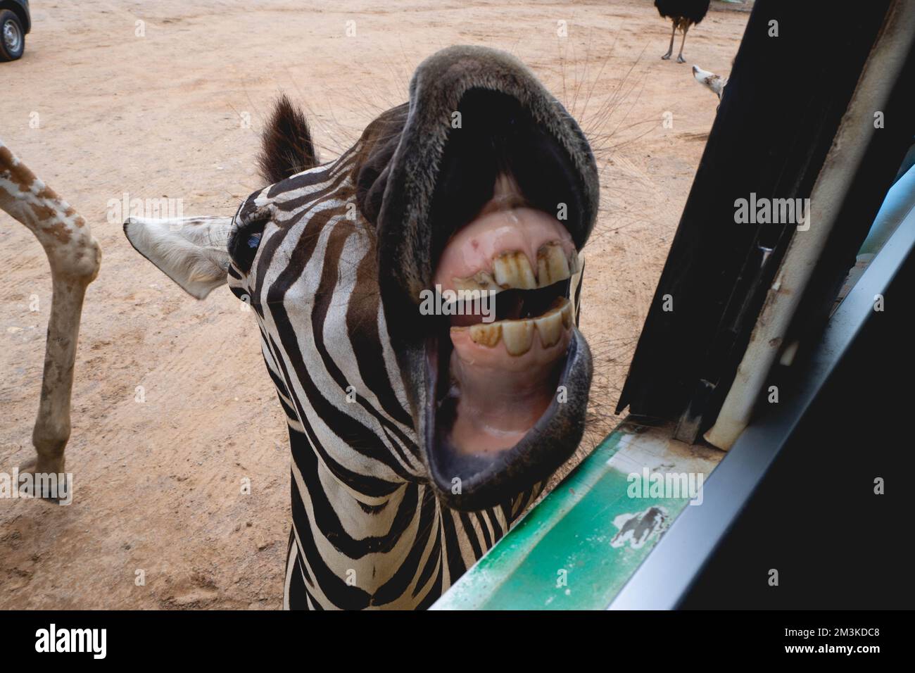 A zebra with teeth open Stock Photo - Alamy