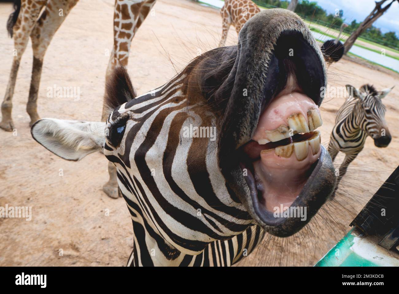A zebra with teeth open Stock Photo - Alamy