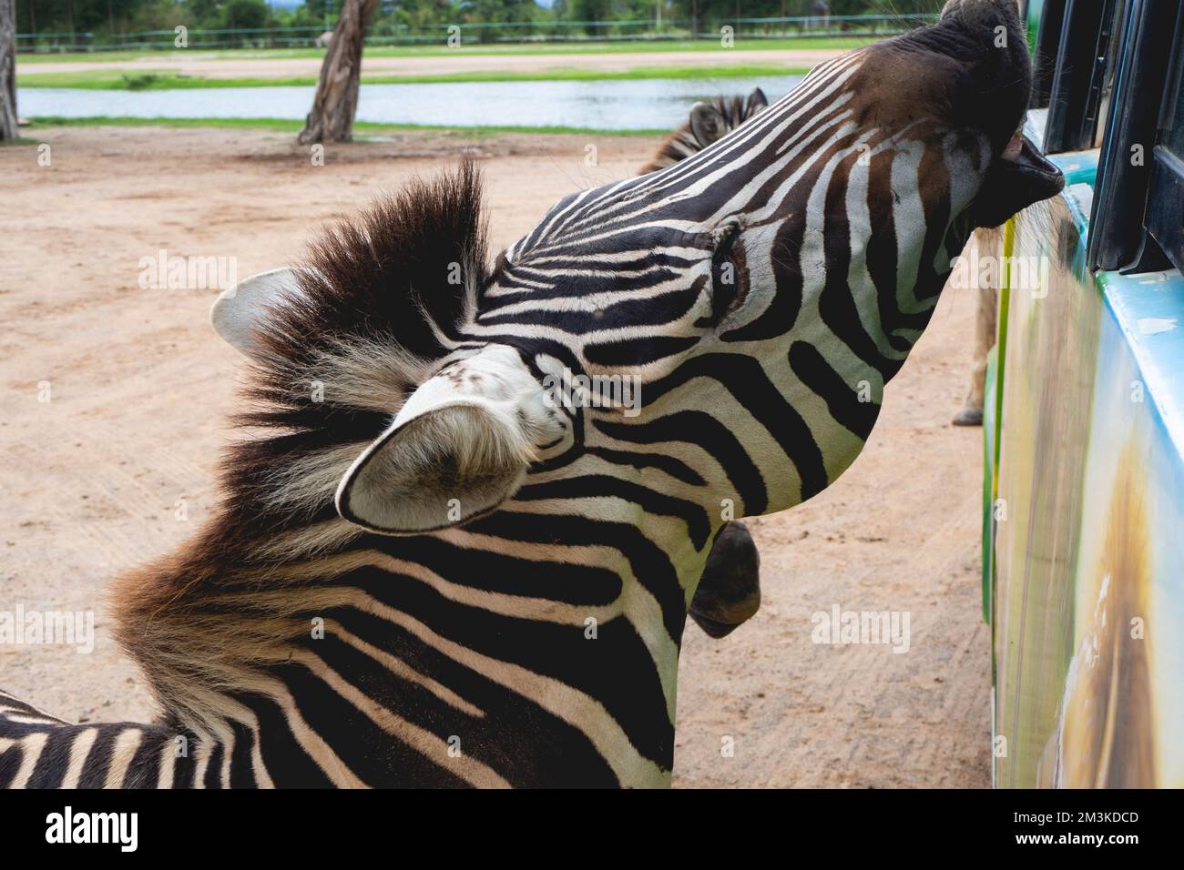 The zebra is raising his head to eat Stock Photo - Alamy